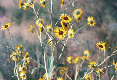 Pecos Sunflower
