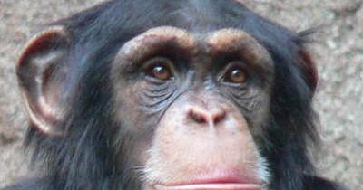 Oliver the Humanzee - Setengah simpanse setengah manusia? - Blog ...
