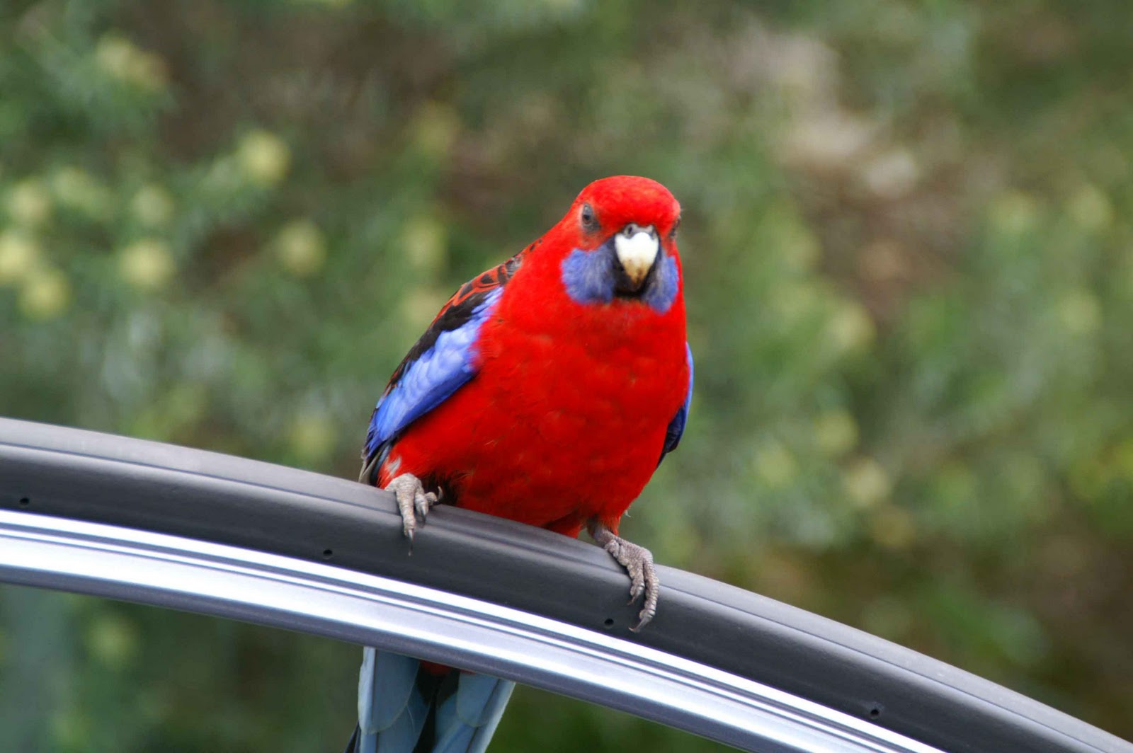 Do you own any exotic/foreign animals? : r/AskEurope