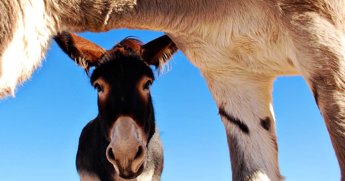 The 7MSN Ranch: The truth about burros and donkeys