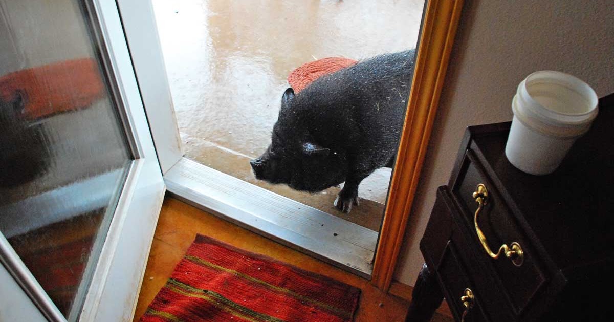 The 7MSN Ranch: Can chickens faint?