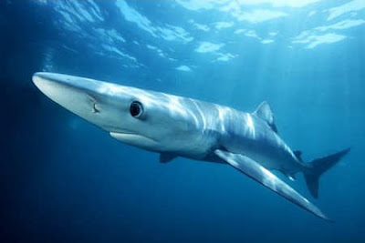 Blog Animali: Lo Squalo e la sua vita