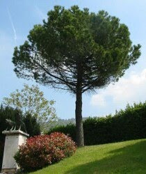 vocabolario online: Il Pino e le sue speci più comuni