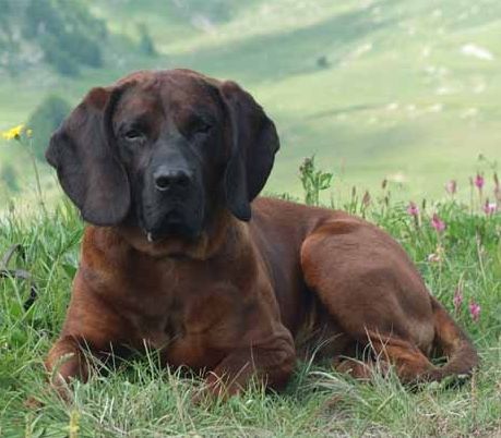 toscanaschweisshunde: Standard segugio di Hannover