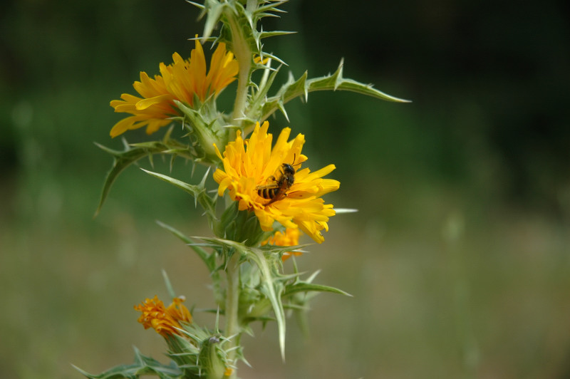 Flora Belalcazarensis: Nuestras especies de cardillos