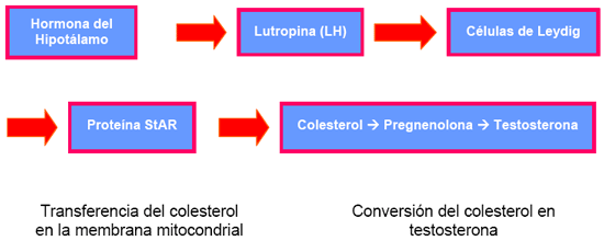 Hormonas Esteroideas: Testosterona