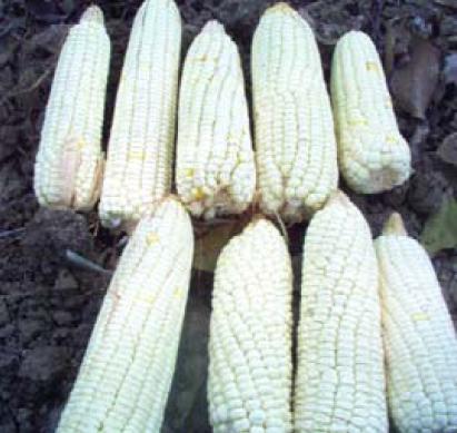 La Cumbre Mariano León: GOFIO DE MAIZ CARIACO Y JENGIBRE