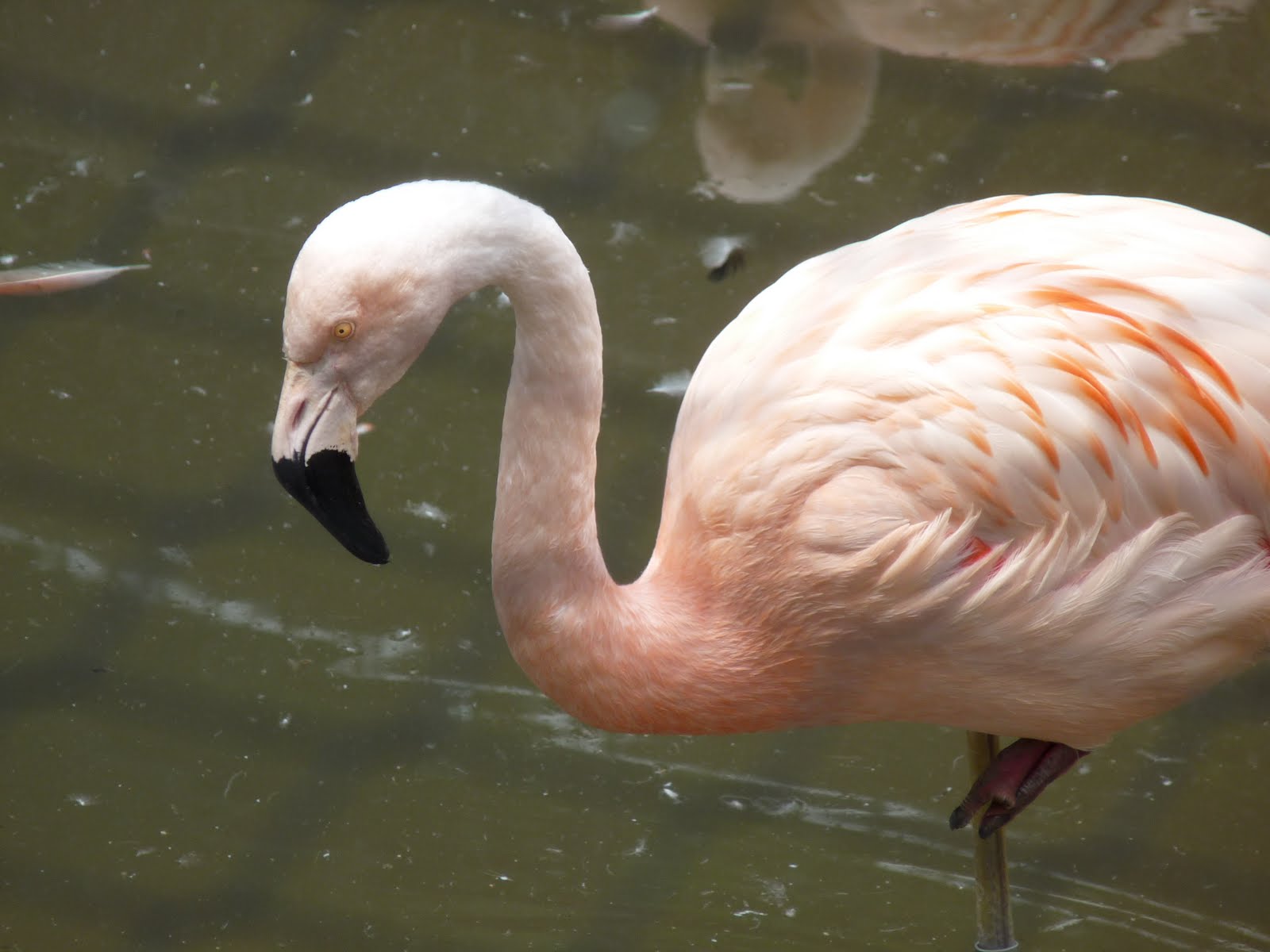 The Fledgling Birder