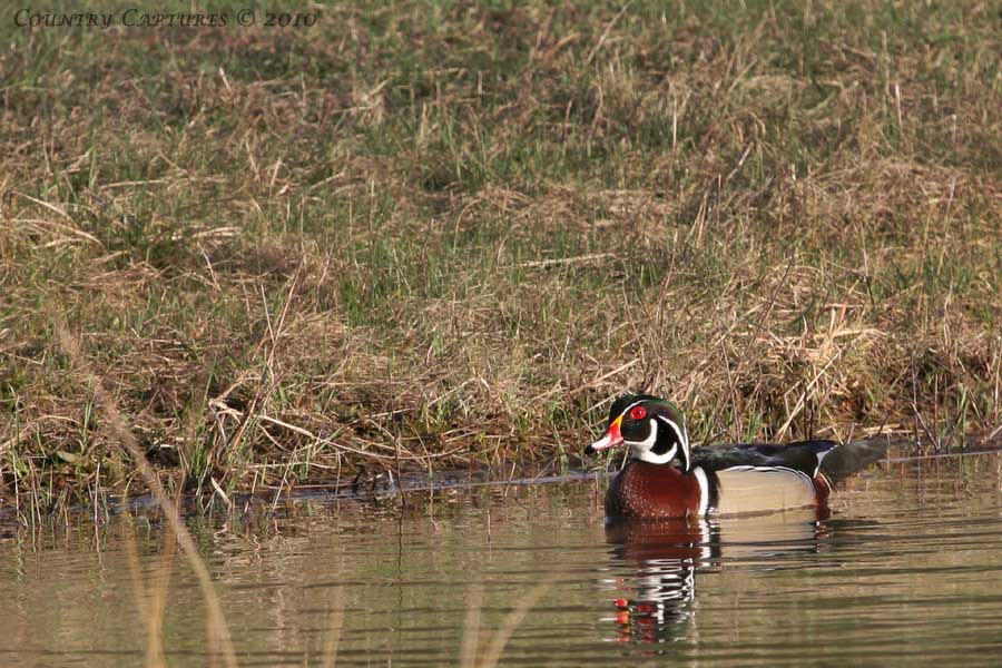 Country Captures: Wetlands Wood Ducks