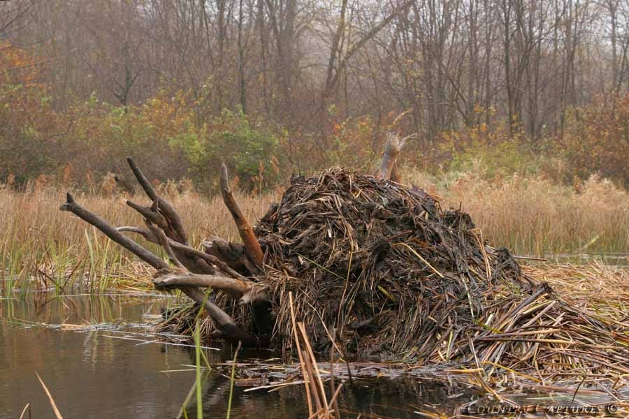 Country Captures: Muskrat Lodge