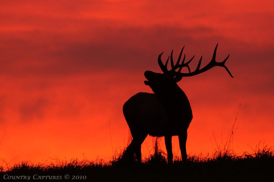 Country Captures: A Magical Evening