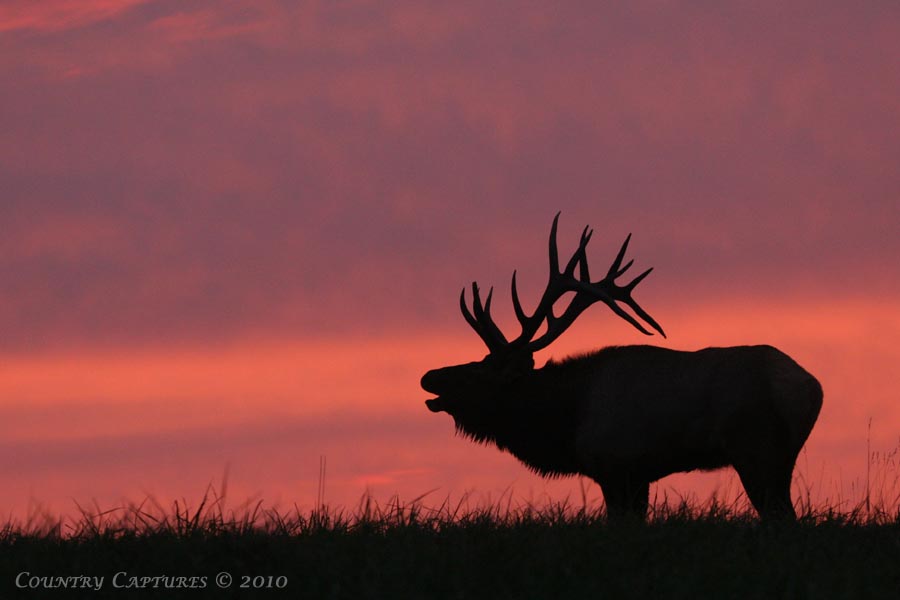 Country Captures: A Magical Evening