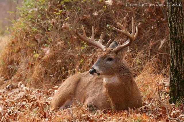 Country Captures: SNP: Third & Final Buck Encounter