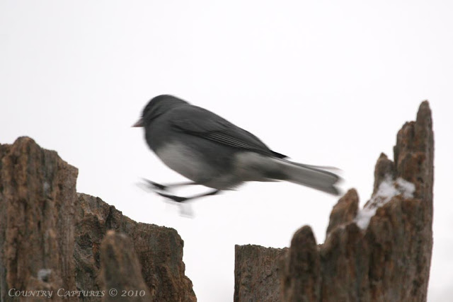 Country Captures: Feeder Action Shots