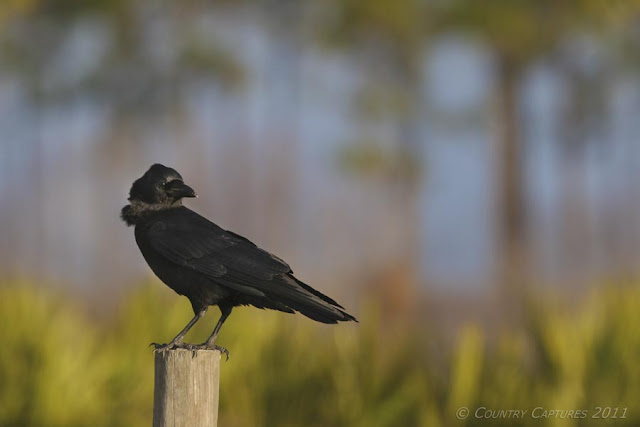Country Captures: Crow: A Wary Subject, Most of The Time