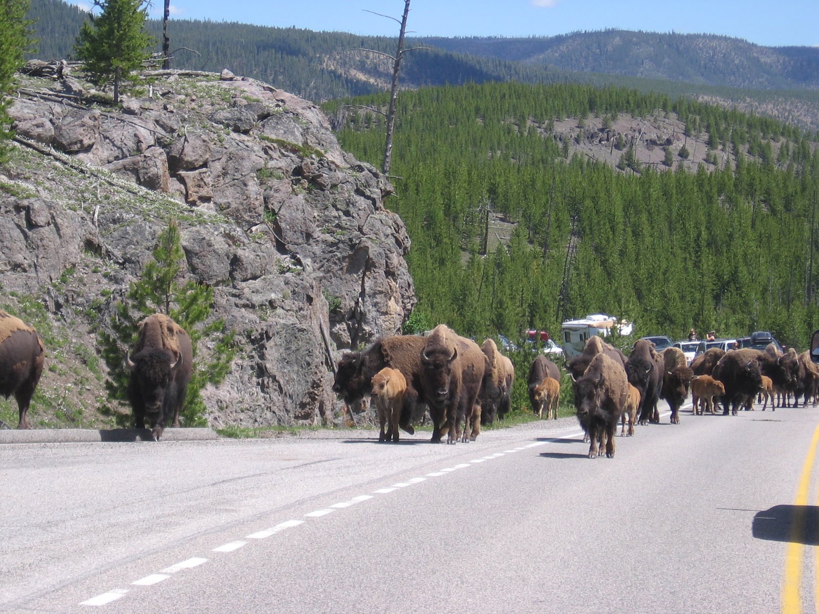 Kyla's Adventures: Day 2 in Yellowstone: Buffalo Stampede