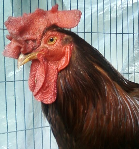 Chicken Blog!: "Big Boy" is a "Red Cap" Rooster!