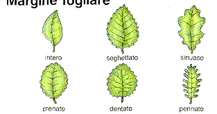 Ciao bambini: Scienze: la classificazione delle foglie