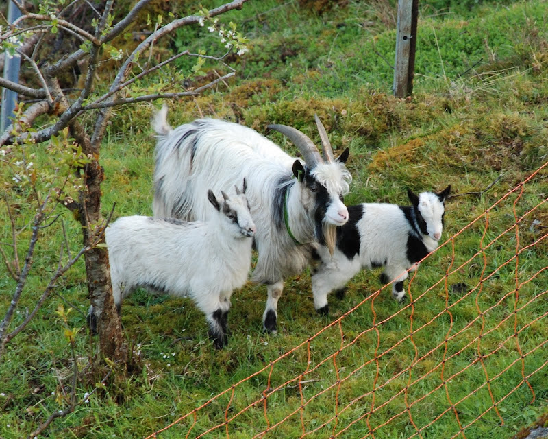 Hulter til bulter: ABC2 - Geiter i gave til gebursdag