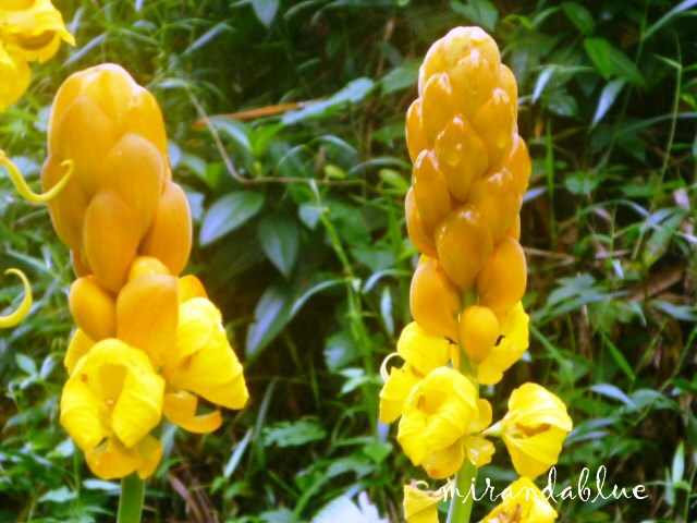 Live in the Moment: Ringworm Bush, Akapulko/Today's Flowers #32