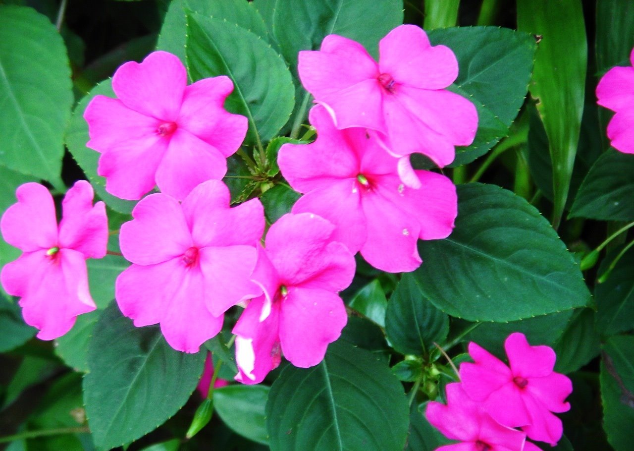 Live in the Moment: Pink Periwinkle/Today's Flower #50