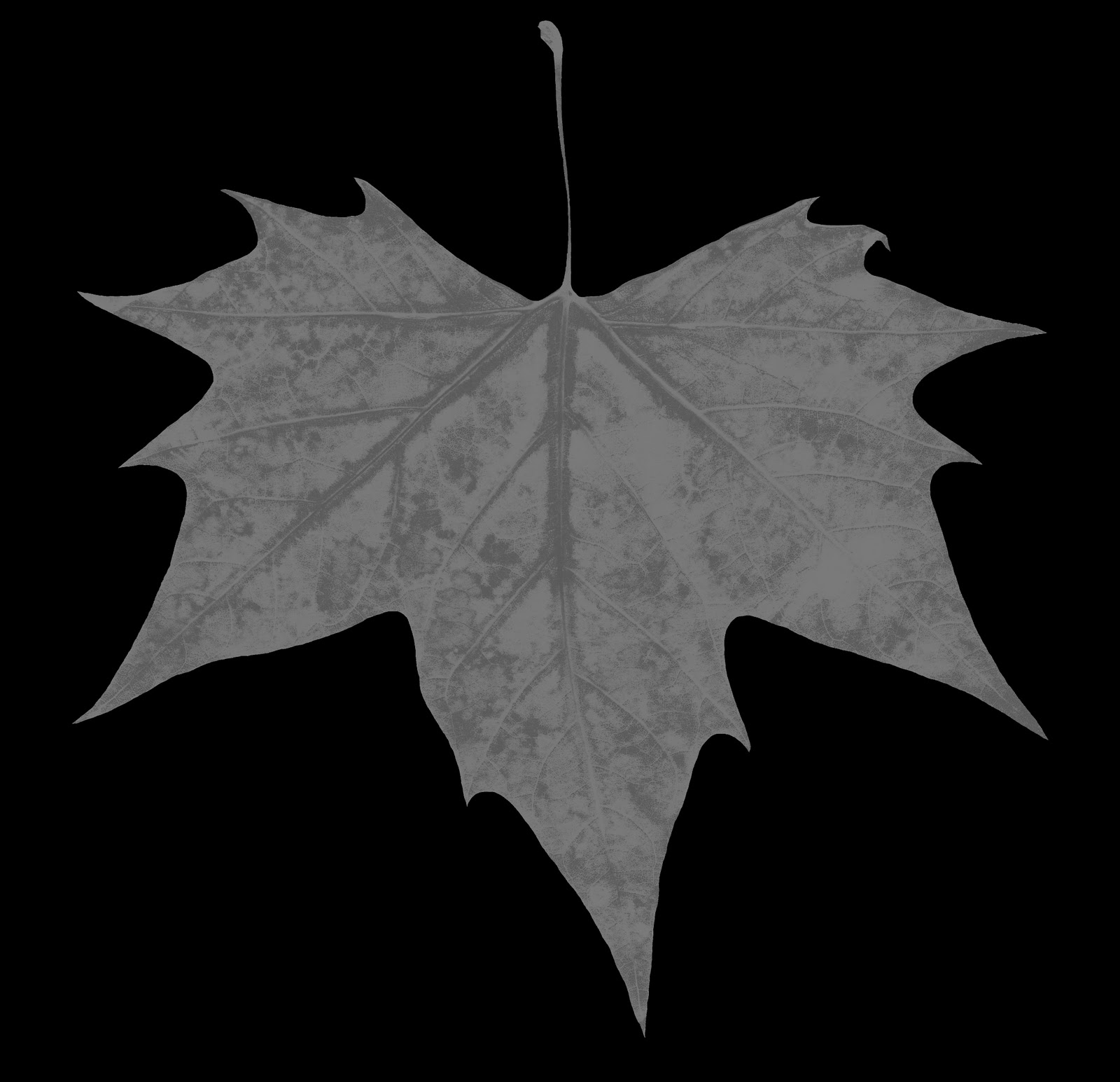 3D Modelling & Animation: Leaf Tutorial