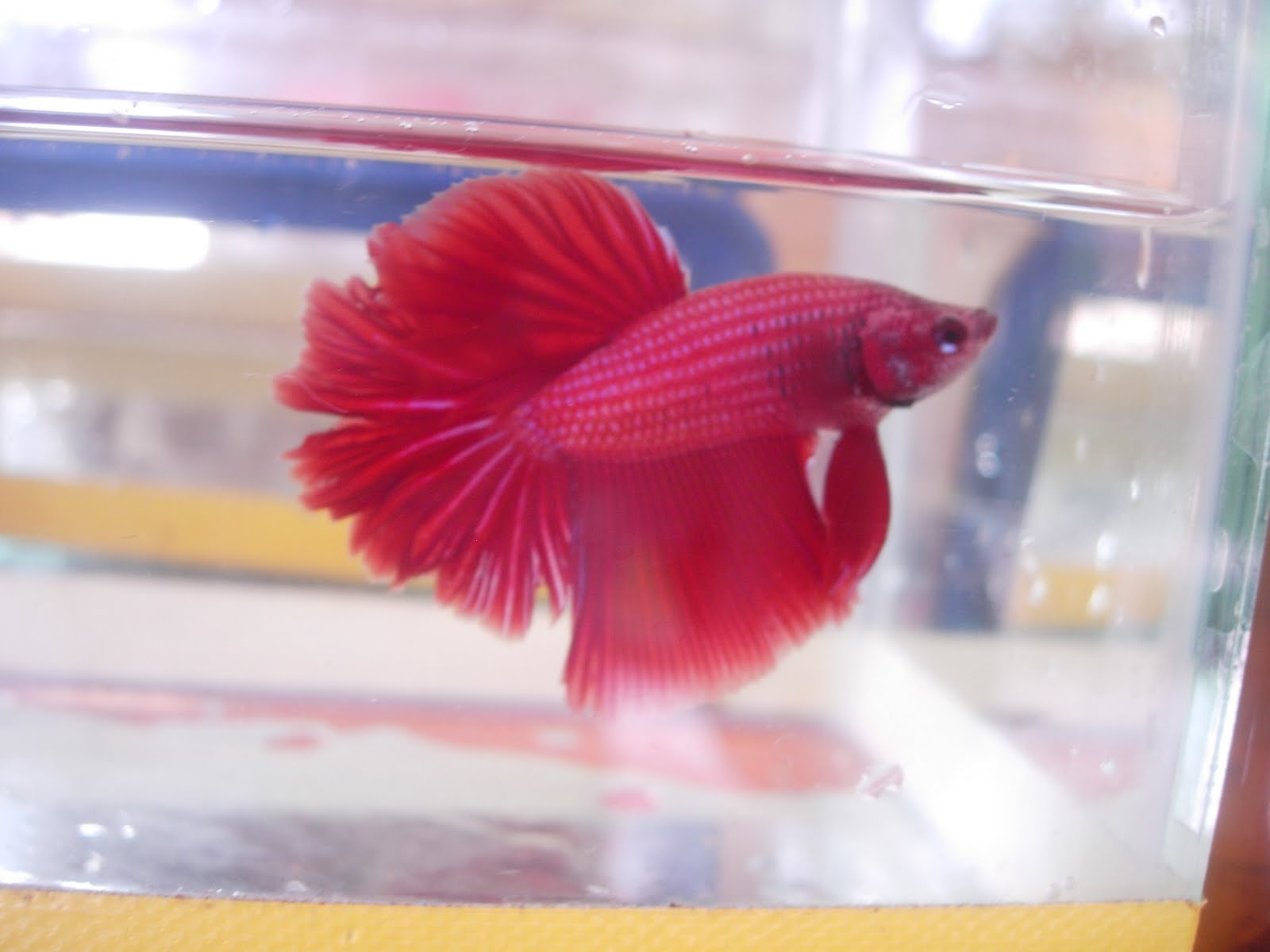 piekybettahouse: betta halfmoon ext red ohm rosetail rm 30