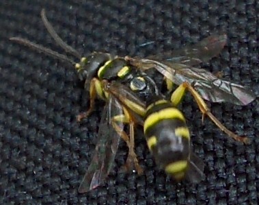 Insects of my Master's Thesis: Guêpe solitaire du Carnoy en net