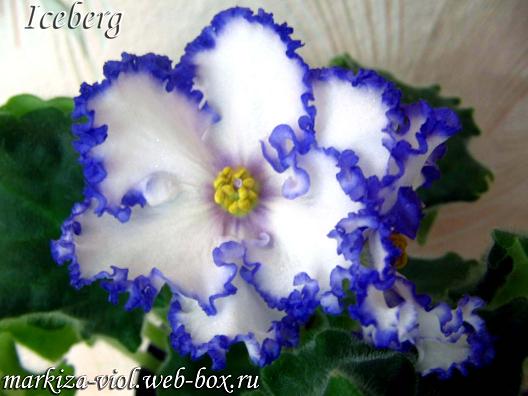 Plantas de mi casa: La lista de violetas de mi colección