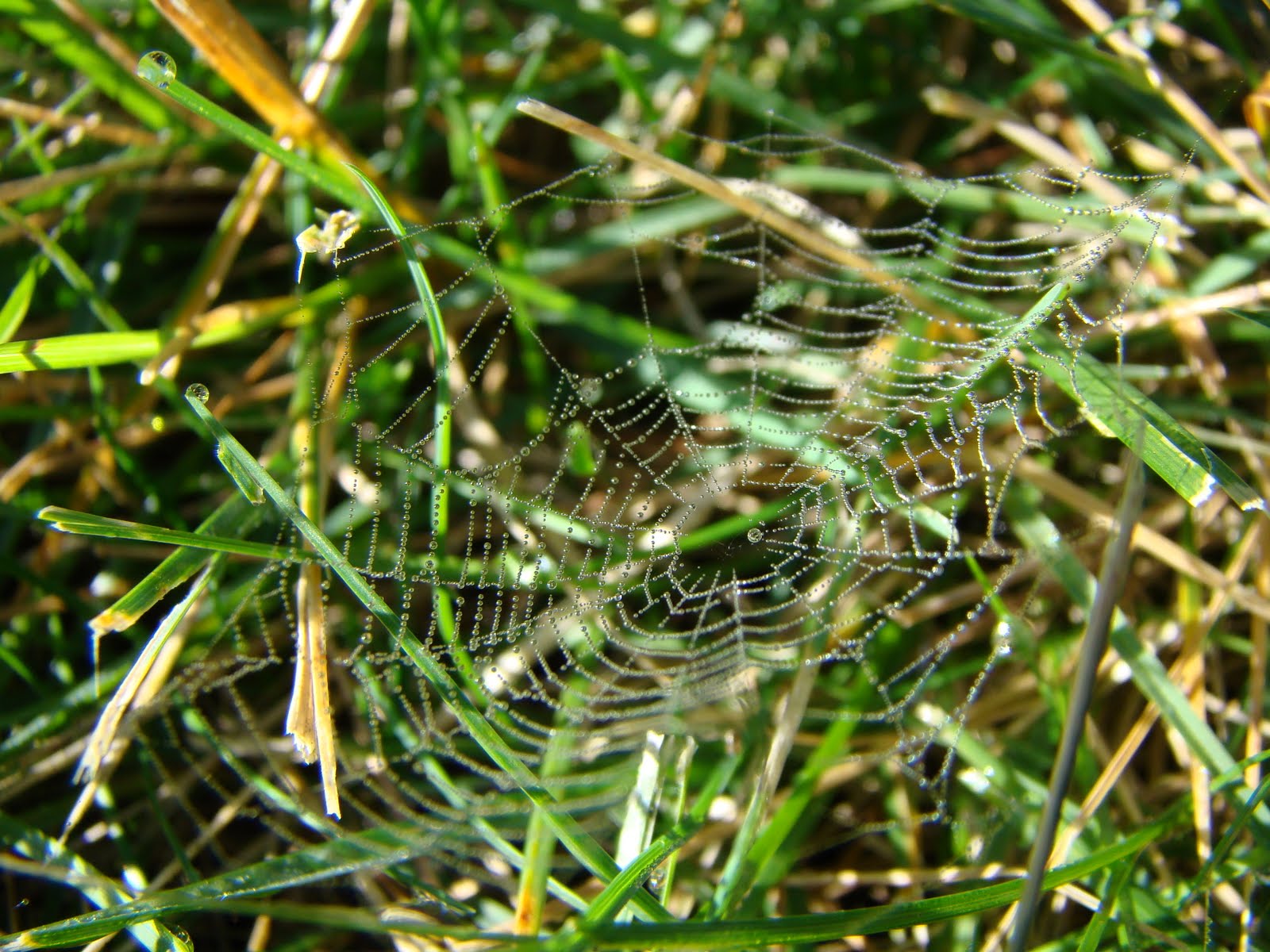 A picture here and a picture there: Spiders=gross but amazing.