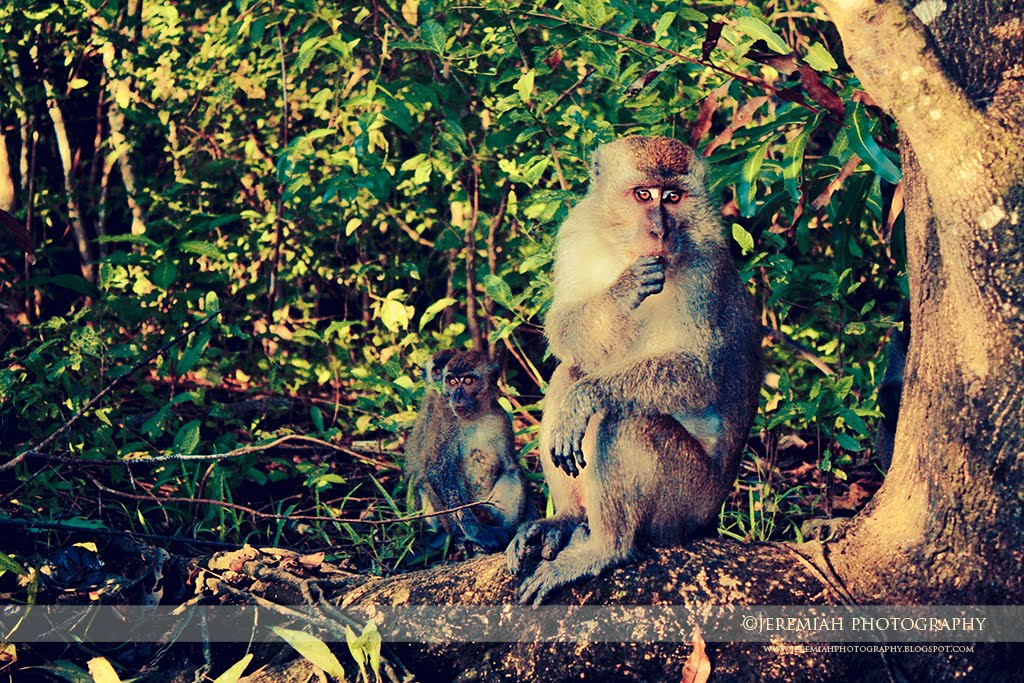 Jeremiah Photography: November 2009