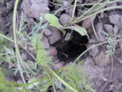 elisagradinameade vis: Catelul pamantului,sau harciog..CRICETUS CRICETUS