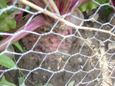 elisagradinameade vis: Catelul pamantului,sau harciog..CRICETUS CRICETUS