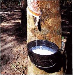 brhectorsgeoworld: C5d-AGRICULTURAL CROPS - CASH CROPS - RUBBER