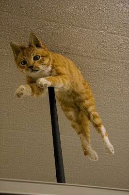 Kitty Stampede: Cat Taxidermy