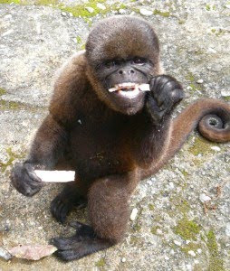 Kitty Stampede: UNDERBITES!