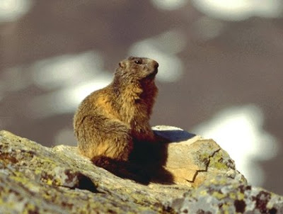 La Marmota | My Animal Planet