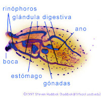 Los moluscos: Marisco