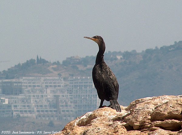 AUNQUE SEA SÓLO EN SUEÑOS: LA OPINIÓN DEL PATILLO...