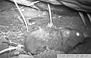Remote Camera Trap - South Africa: Keeping Company with a Shrew