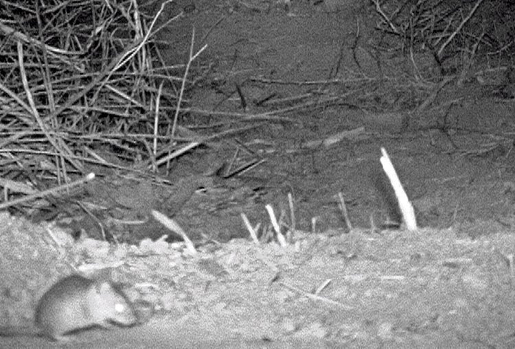 Remote Camera Trap - South Africa: A Small Visitor