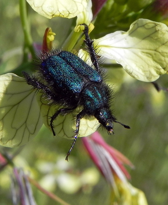 Remote Camera Trap - South Africa: Letting The Monkey Out Of The Sleeve