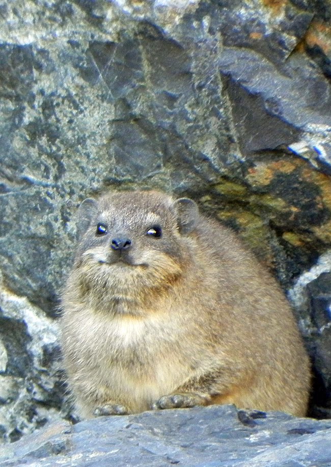 Remote Camera Trap - South Africa: Quarries, Cannons And Dassies