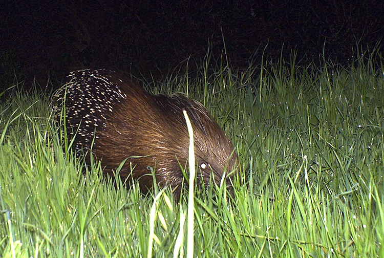 Remote Camera Trap - South Africa: October 2010