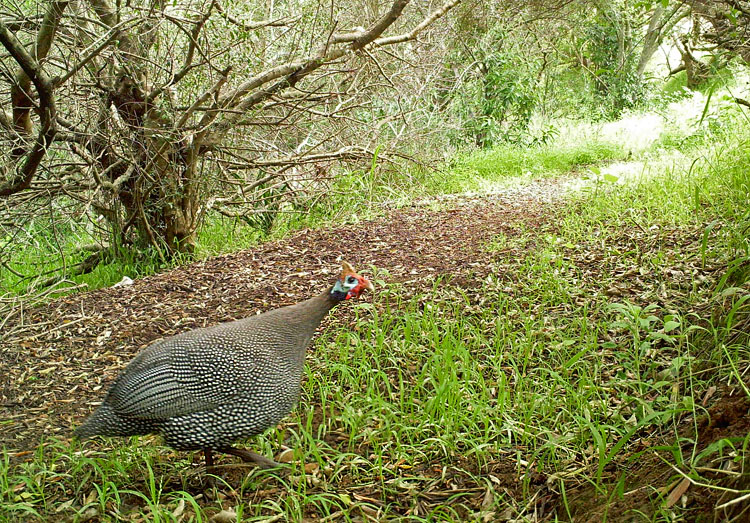 Remote Camera Trap - South Africa: Tunnel Travelers