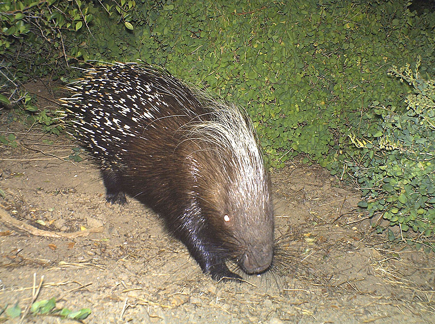 Remote Camera Trap - South Africa: December 2010
