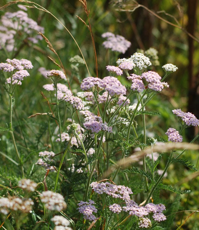 Thyra: Yarrow/Røllike