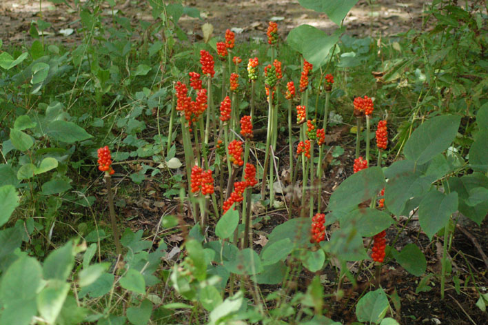 Thyra: Danish & Italian Ginger/Dansk & Italiensk Ingefær