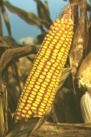 Bhandary's Bio Class: Transgenic Plants