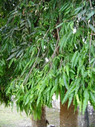 Bhandary's Bio Class: The Real 'Ashoka' Tree